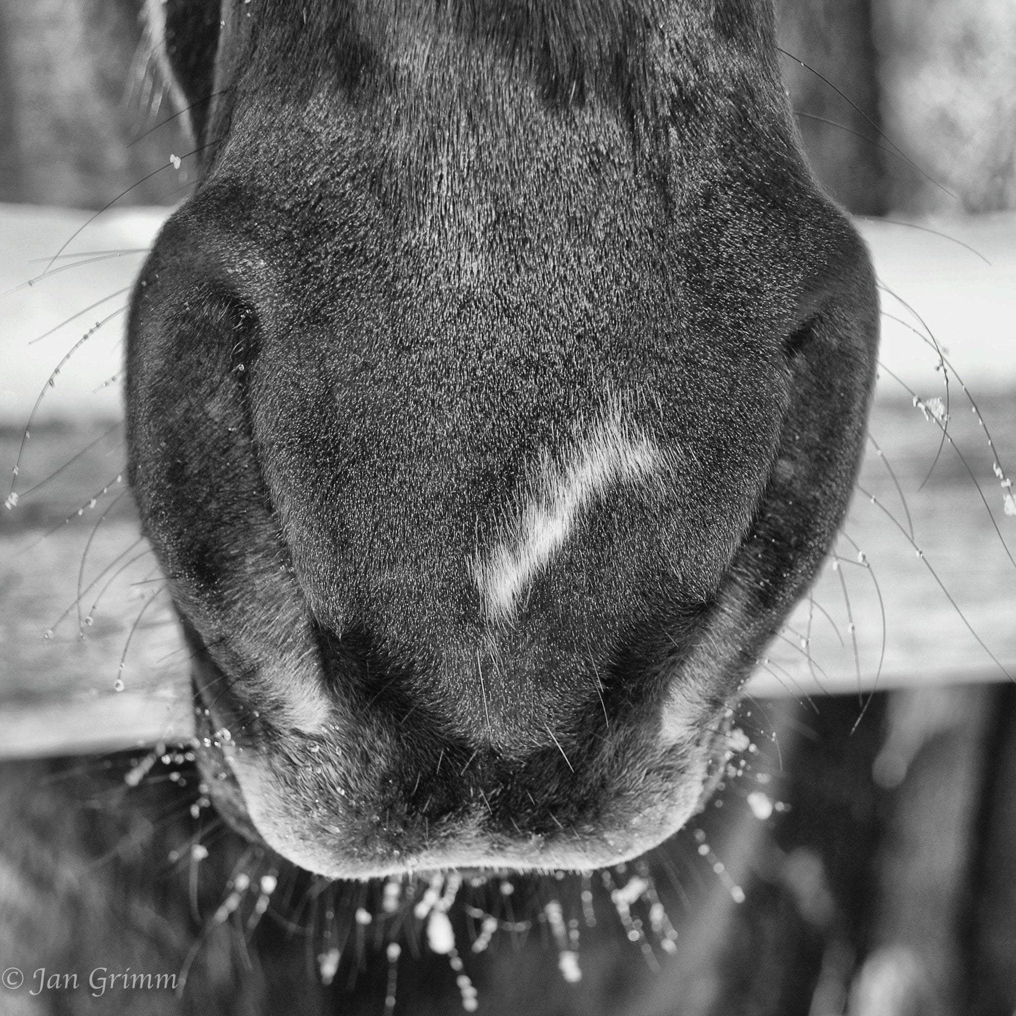 RIP Mouse 3/10/89-1/29/18 — Warmblood Tack Store