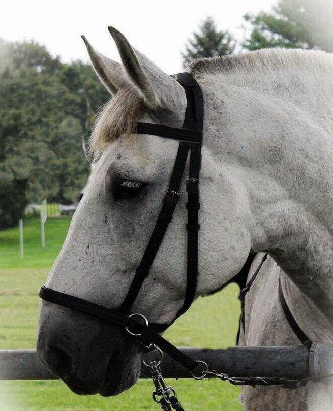 Draft Horse Gear — Warmblood Tack Store